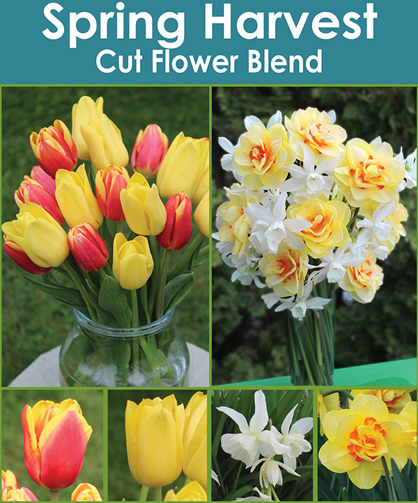 Spring Harvest Cut Flower Blend - Horticana