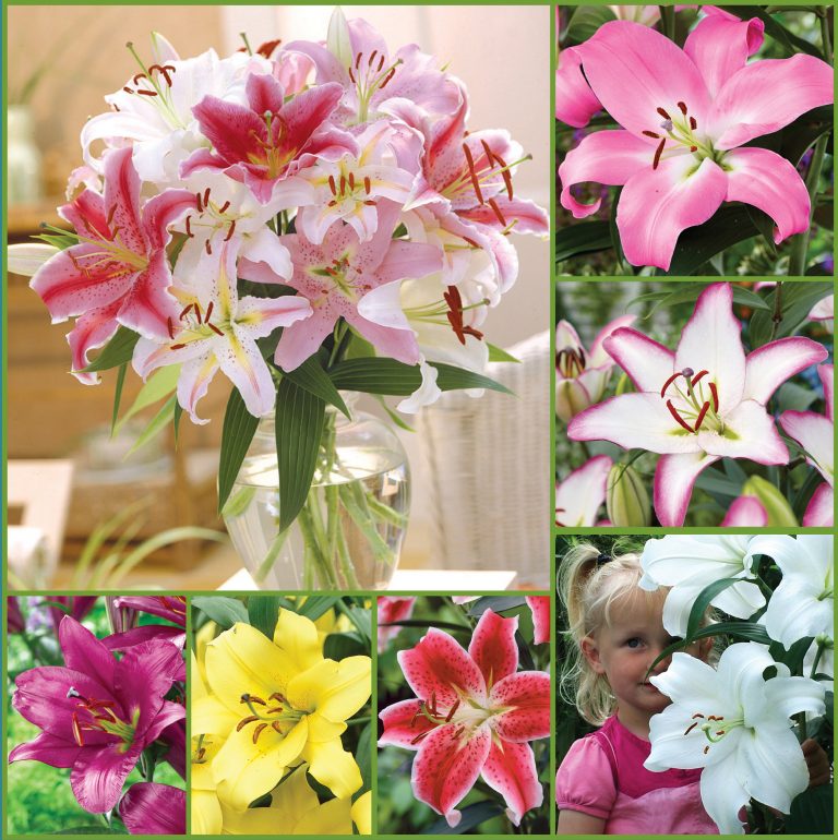 Fragrant Oriental Lily Mix Sp19 image only - Horticana