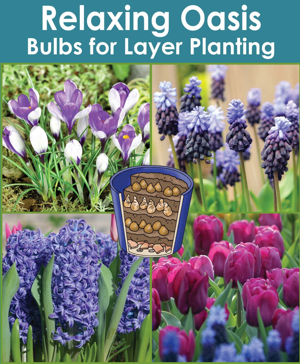 Relaxing Oasis bulbs for Layer Planting - Horticana