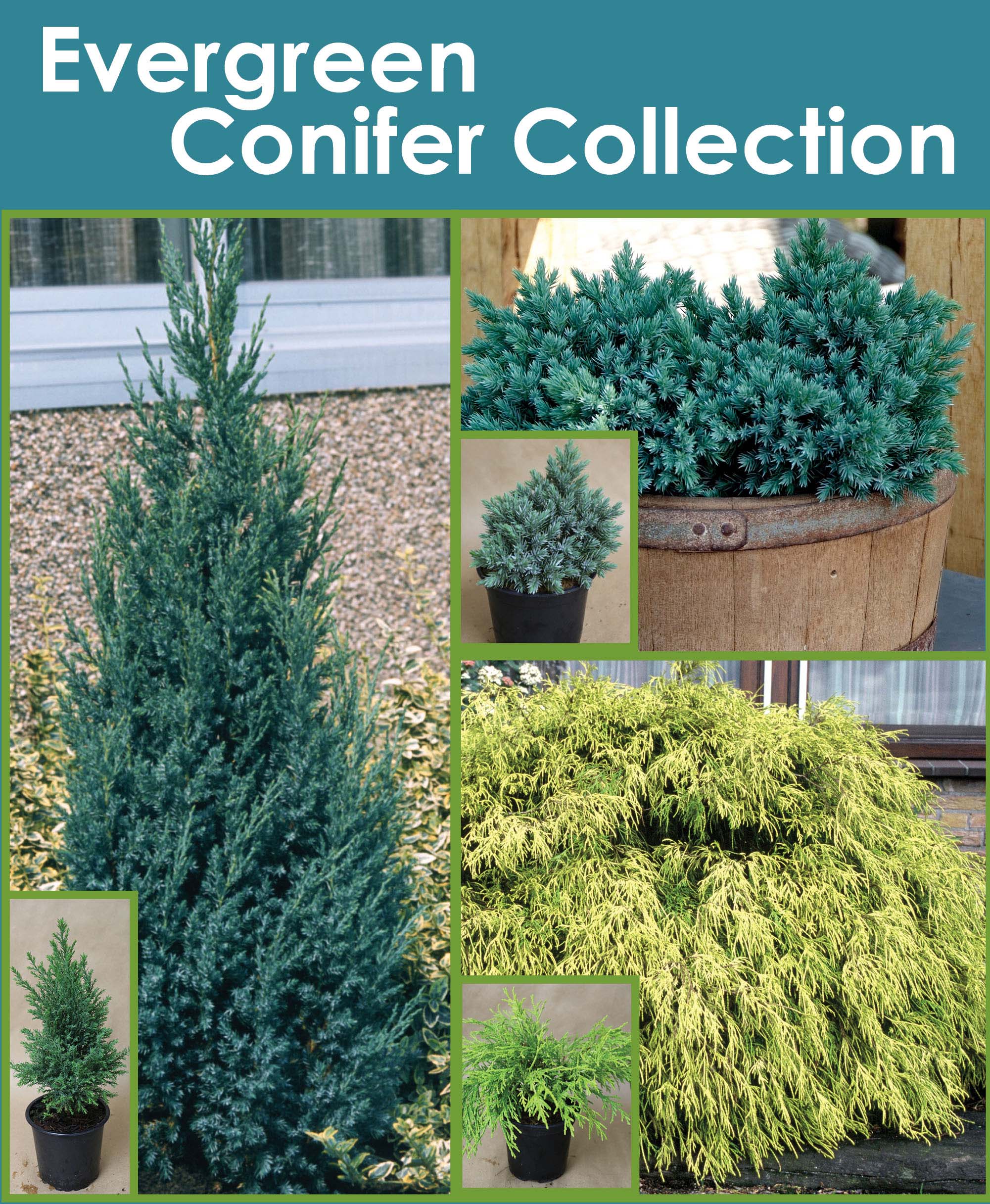 Evergreen conifer collection Sp 22 Image - Horticana